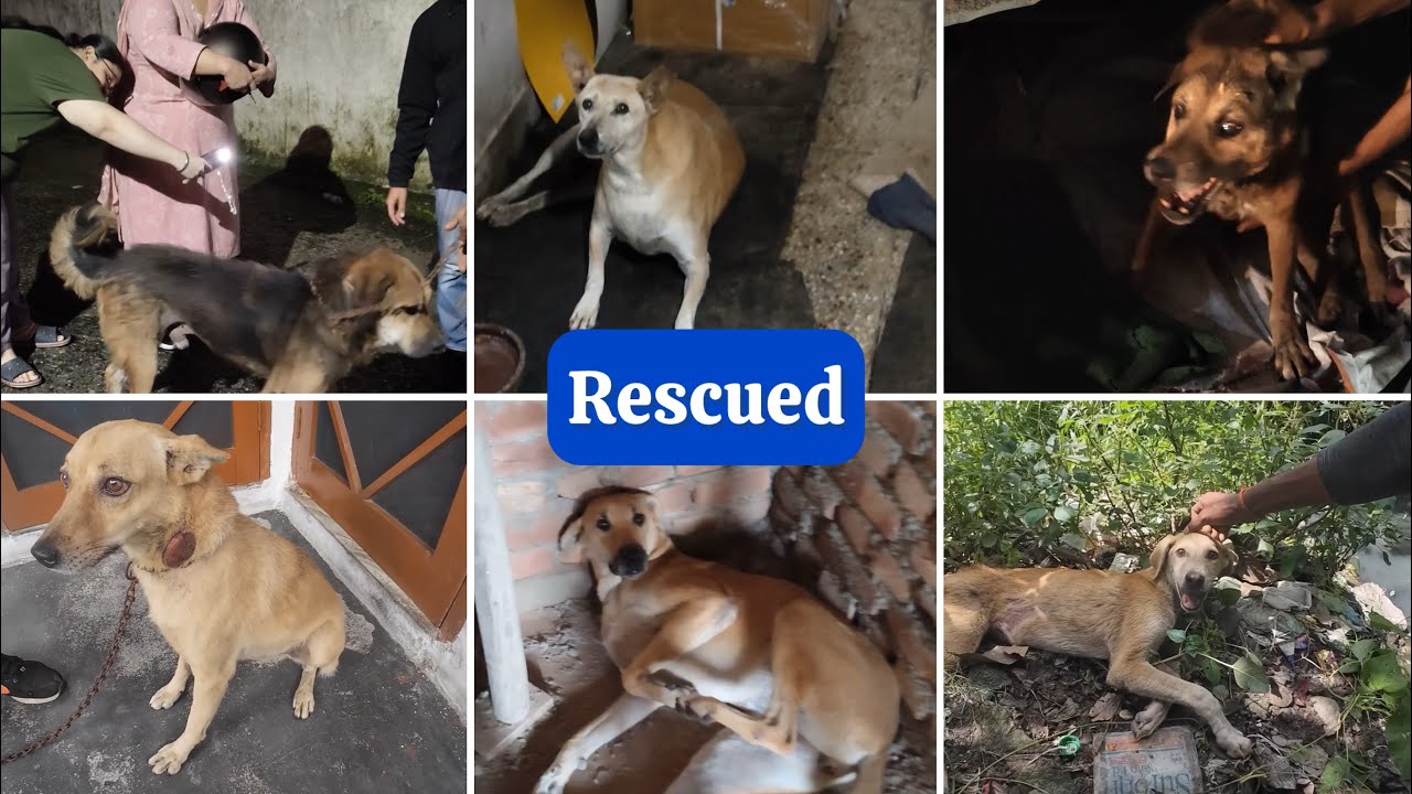 Dogs Rescued - YouTube