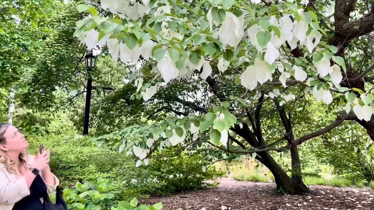 Look at Chinese Dove Tree blooming like heaven |Rare handkerchief ...