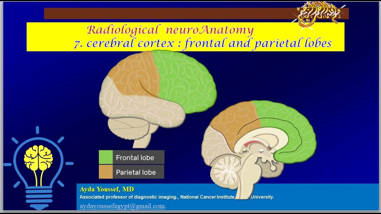 8. Frontal and parietal lobes : gyri and sulci - YouTube
