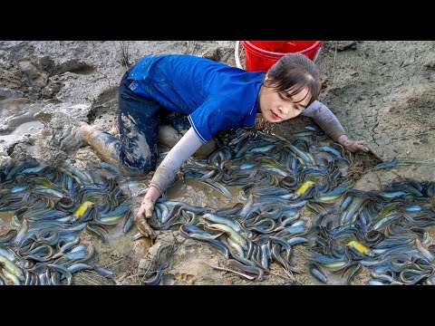 Mãe Solteira Captura Vários Dojos Japoneses e Leva ao Mercado – Técnica de Pesca Primitiva