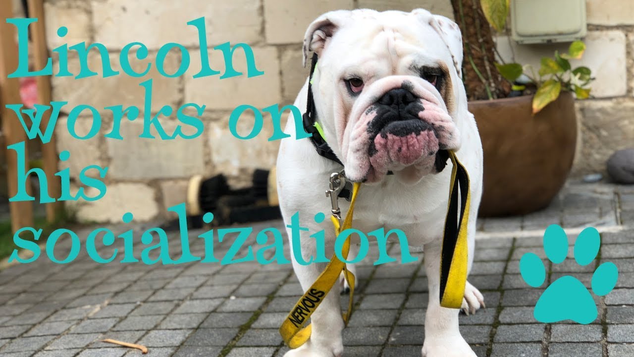 Lincoln practices more socialization | ENGLISH BULLDOG - YouTube