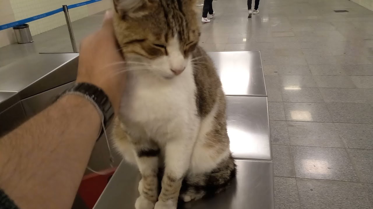 I liked the stray cat working in the Istanbul metro 🐈 CATSTANBUL 🐾 ...