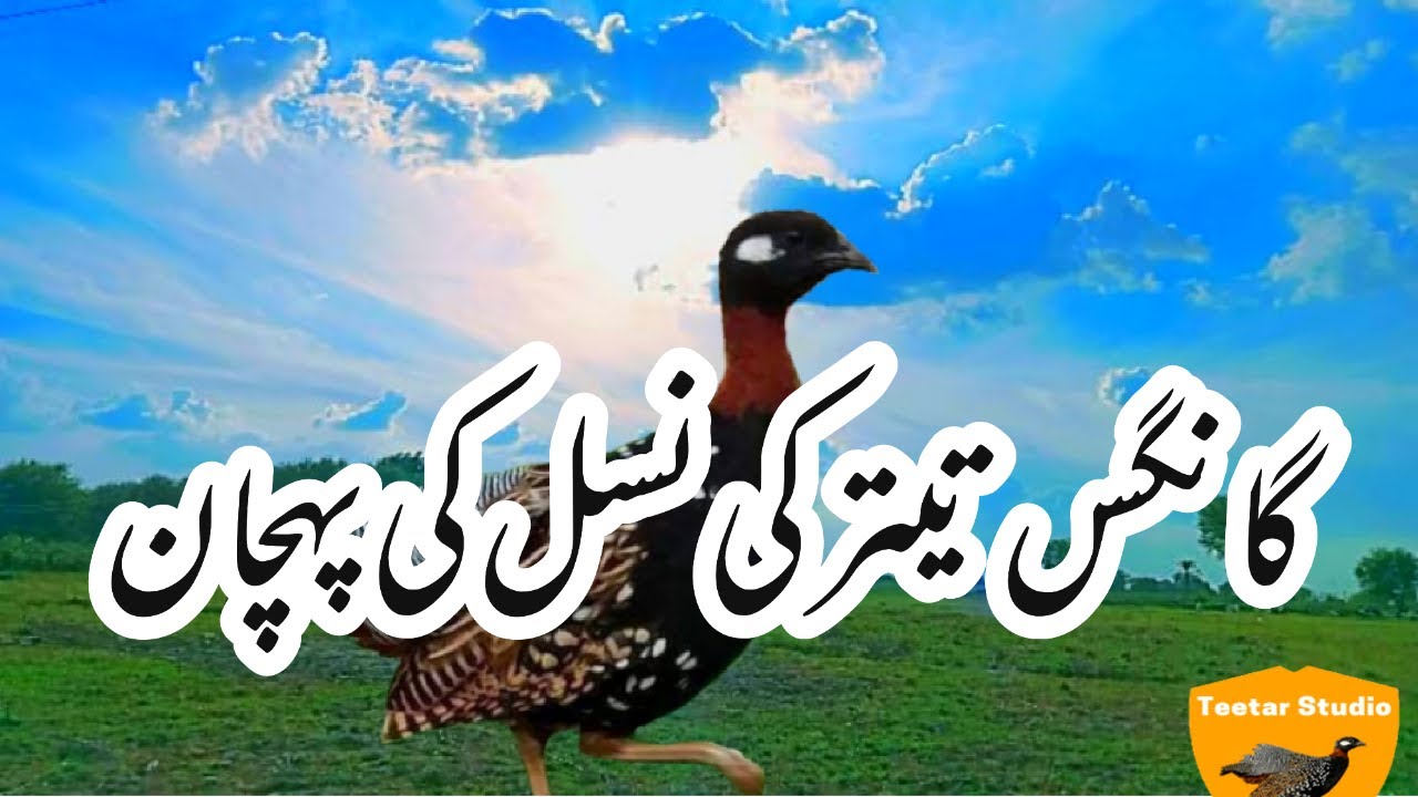 Sindhi Ghangs Black Francolin/Kala Teetar ki nasal main sabse Jyada ...