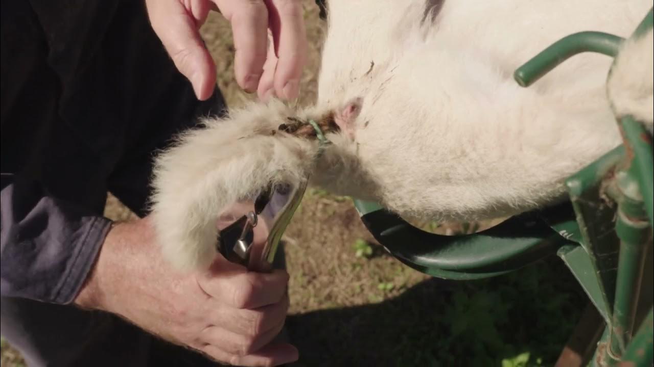 Lamb Marking Best Practice Series: Tail Docking with Rings - YouTube
