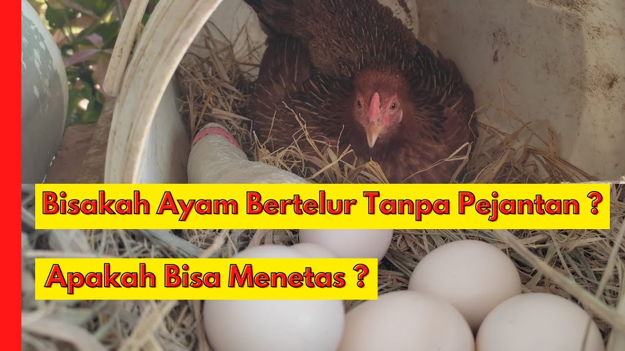 Ayam Bertelur Tanpa Jantan Apakah Bisa Menetas? - YouTube