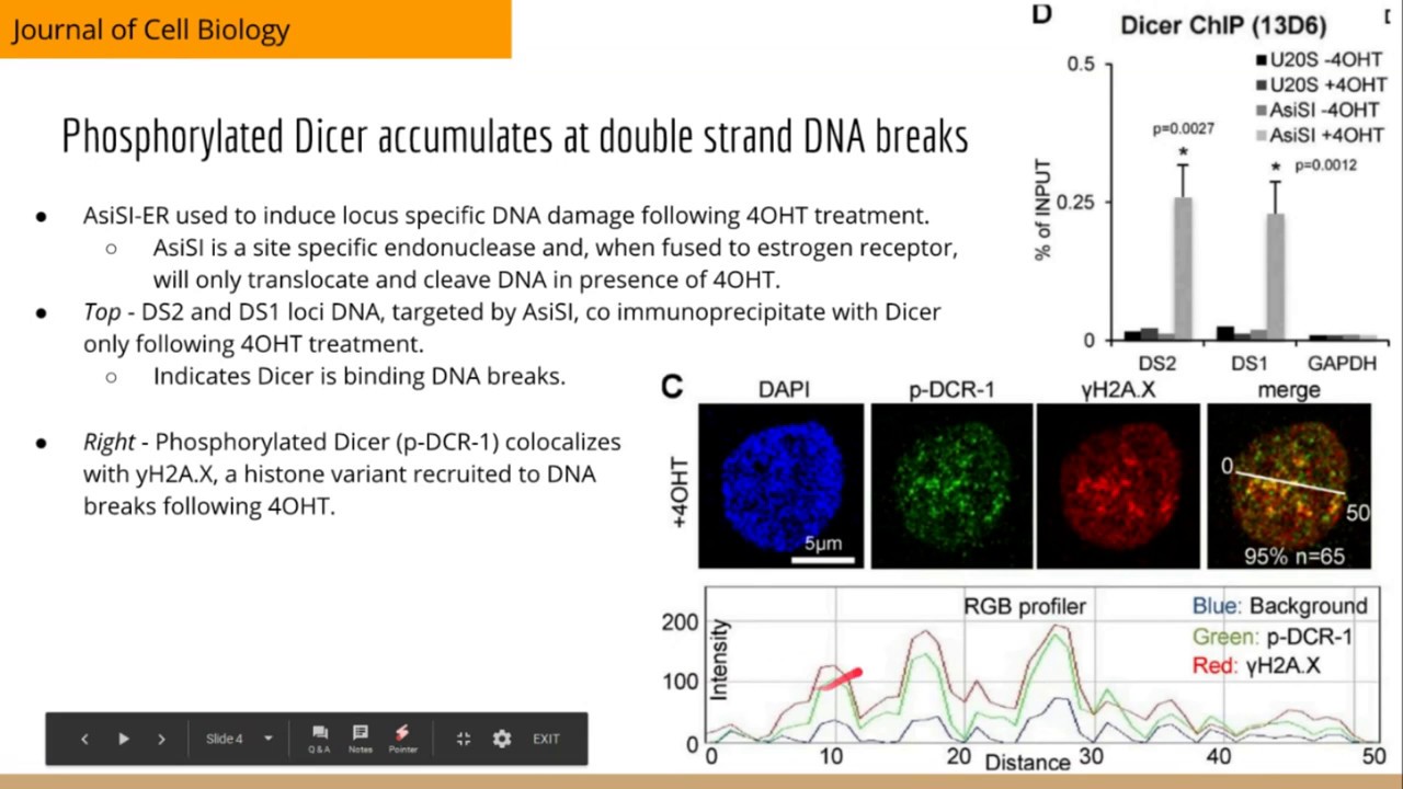 Dicer processes dsRNA in response to DNA damage - YouTube
