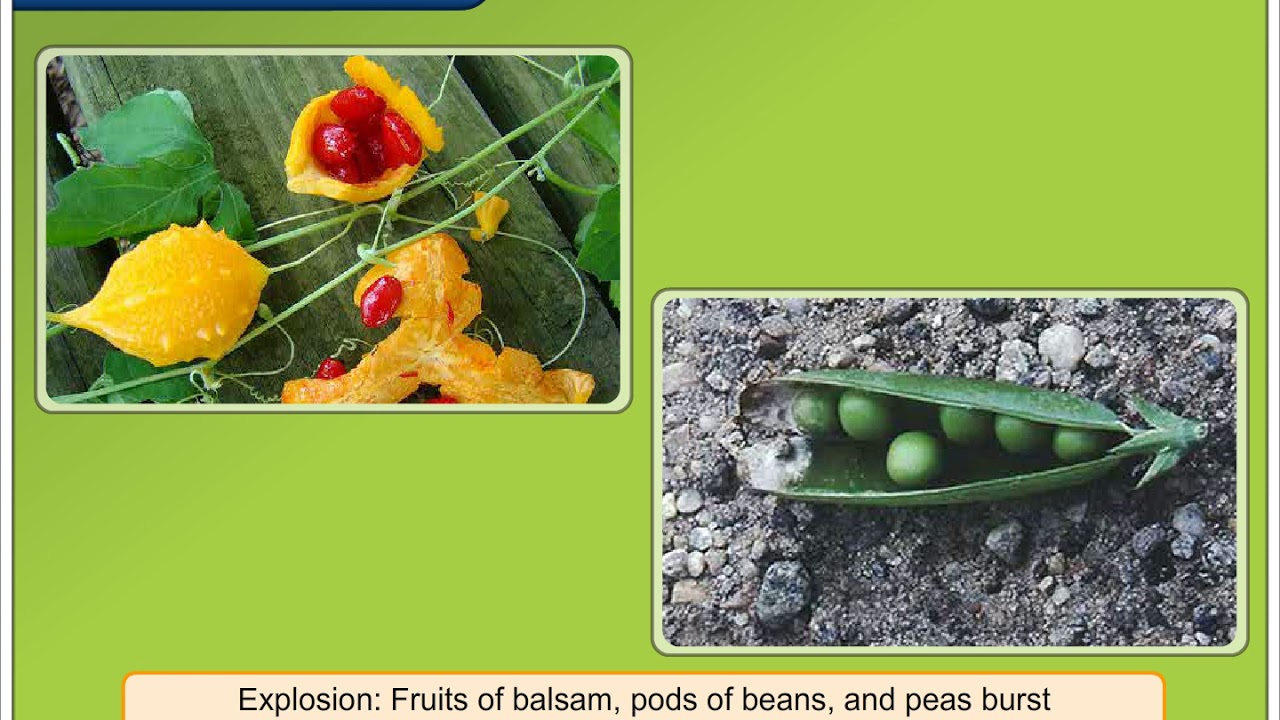 Dispersal of Seed | Environmental Studies Class 5 - YouTube