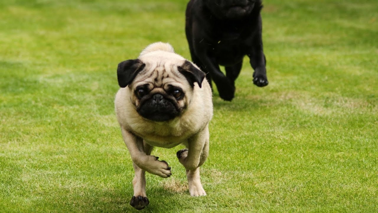 Maintaining a Healthy Diet for Your Pug - YouTube