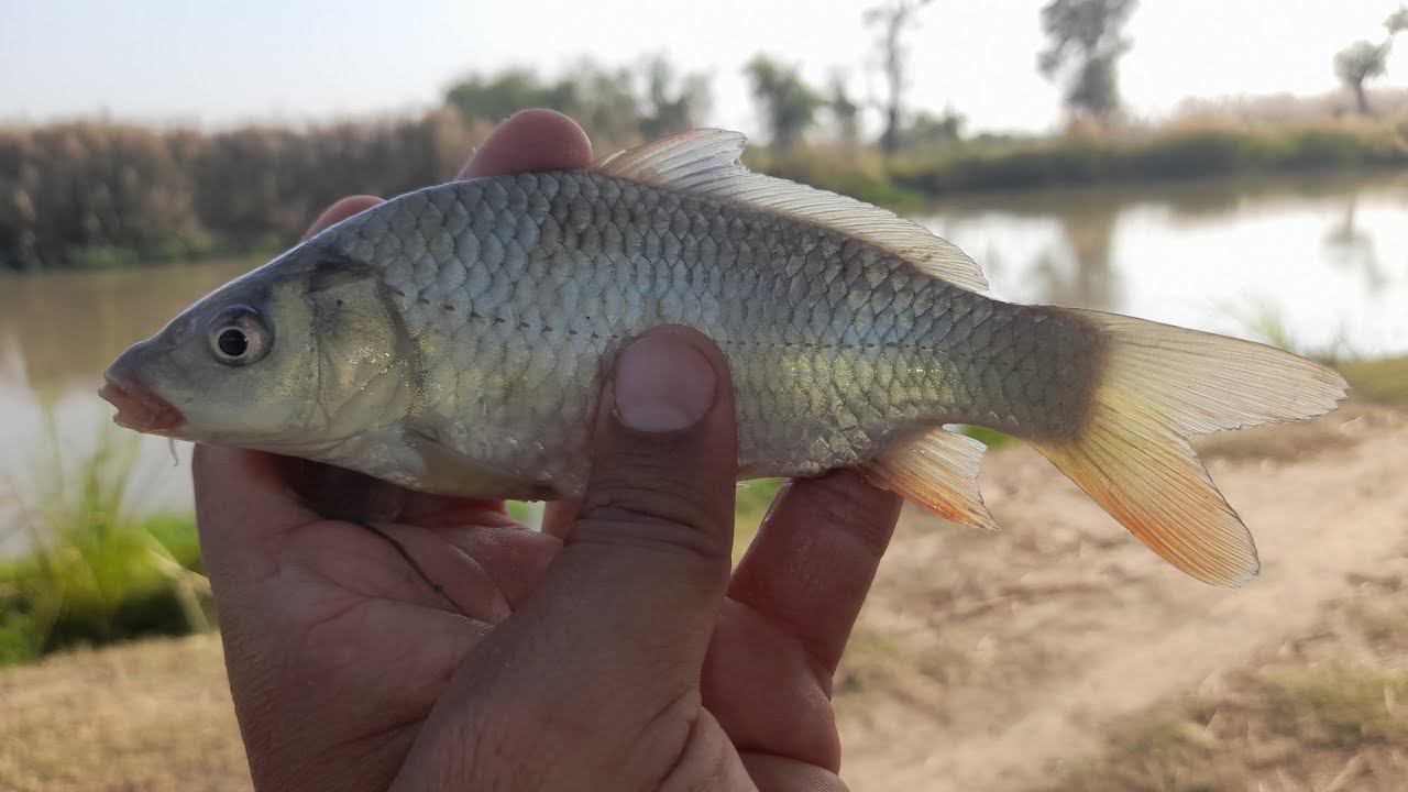 Small Fish Hunting l Dori Fishing - YouTube