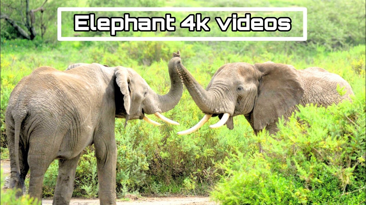 | Elephant 4k videos | Elephant Attack videos | Elephant videos ...