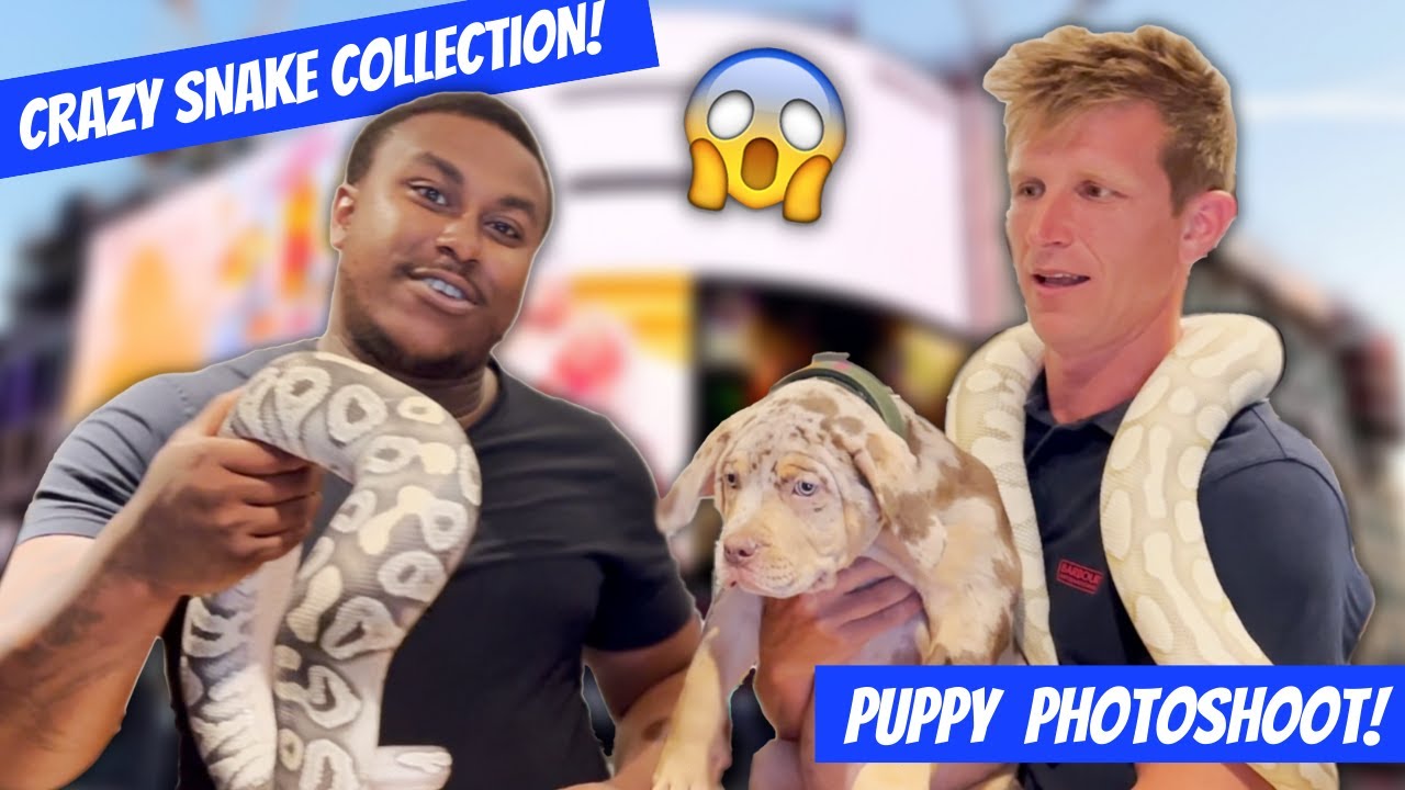 SUPER-RARE Ball Python Collection & American Bully Puppy Photoshoot ...