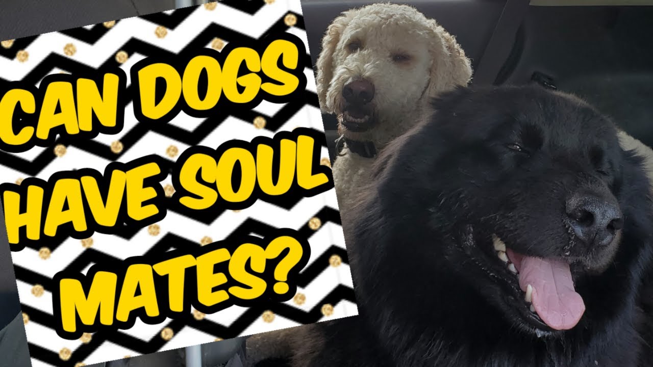 Can Dogs Have Soul Mates With Other Dogs?? - YouTube
