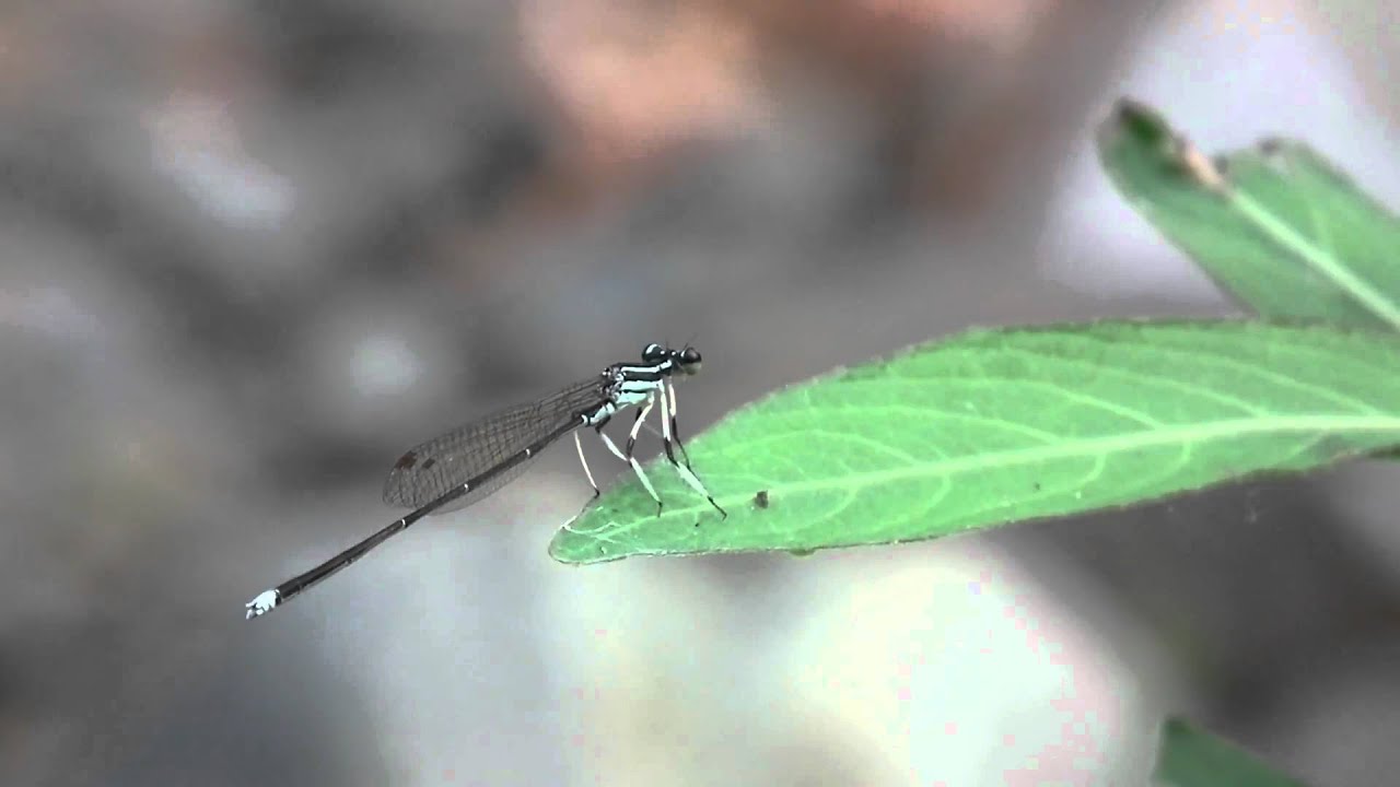 環紋琵蟌 Copera ciliata Selys, 1863 - YouTube