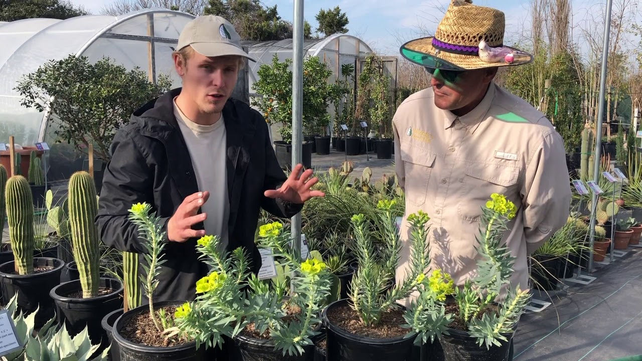 Plant Gopher Plant - Drought tolerant and perfect for Xeriscape garden ...