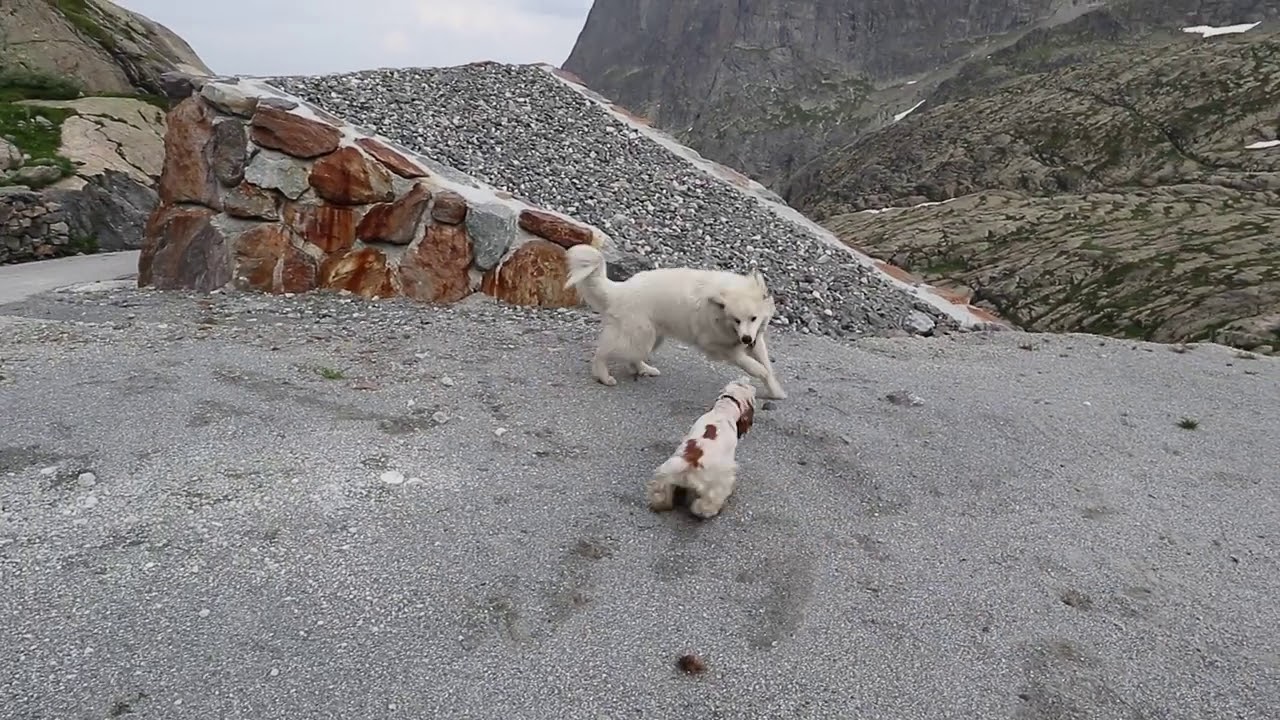 🐶 MURRAY COCKER SPANIEL: Pyrenean Mountain Dog - YouTube