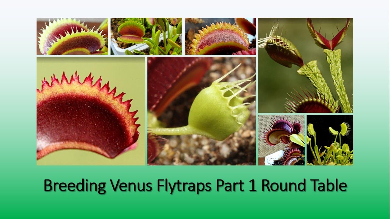 Breeding Venus flytraps ICPS Roundtable Part 1 - YouTube