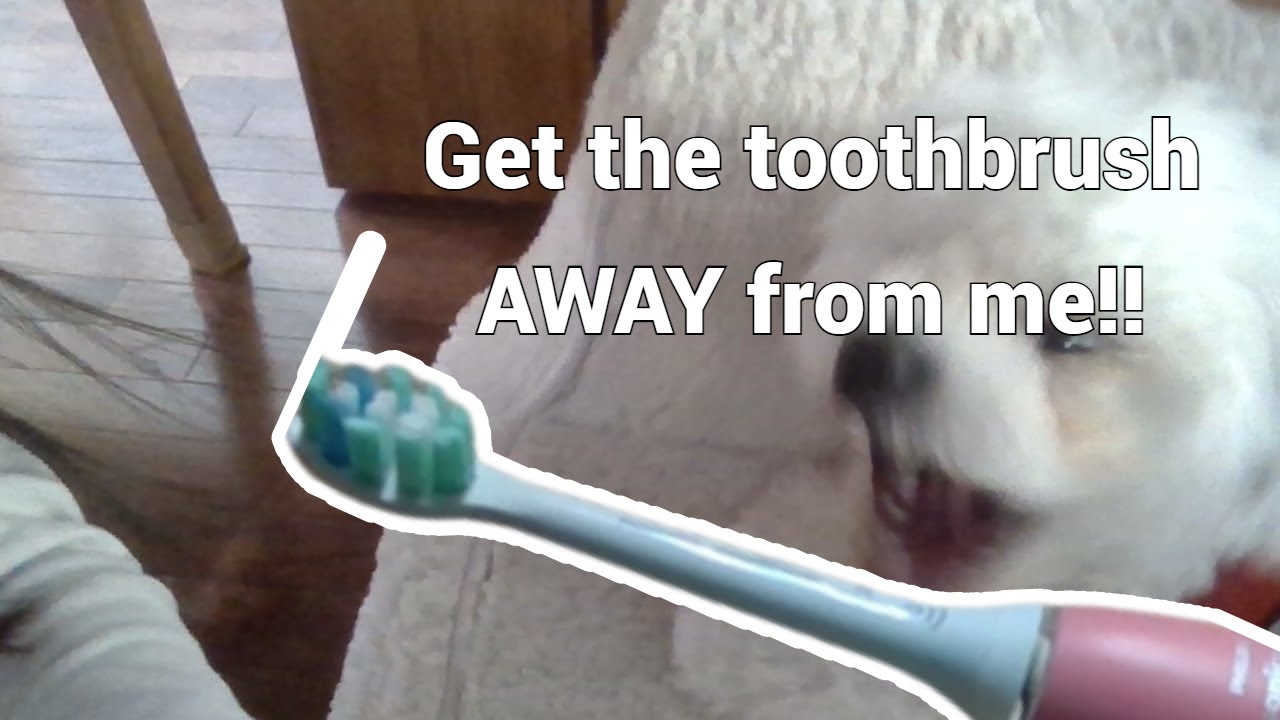 Electric TOOTHBRUSH Prank on Dog - YouTube