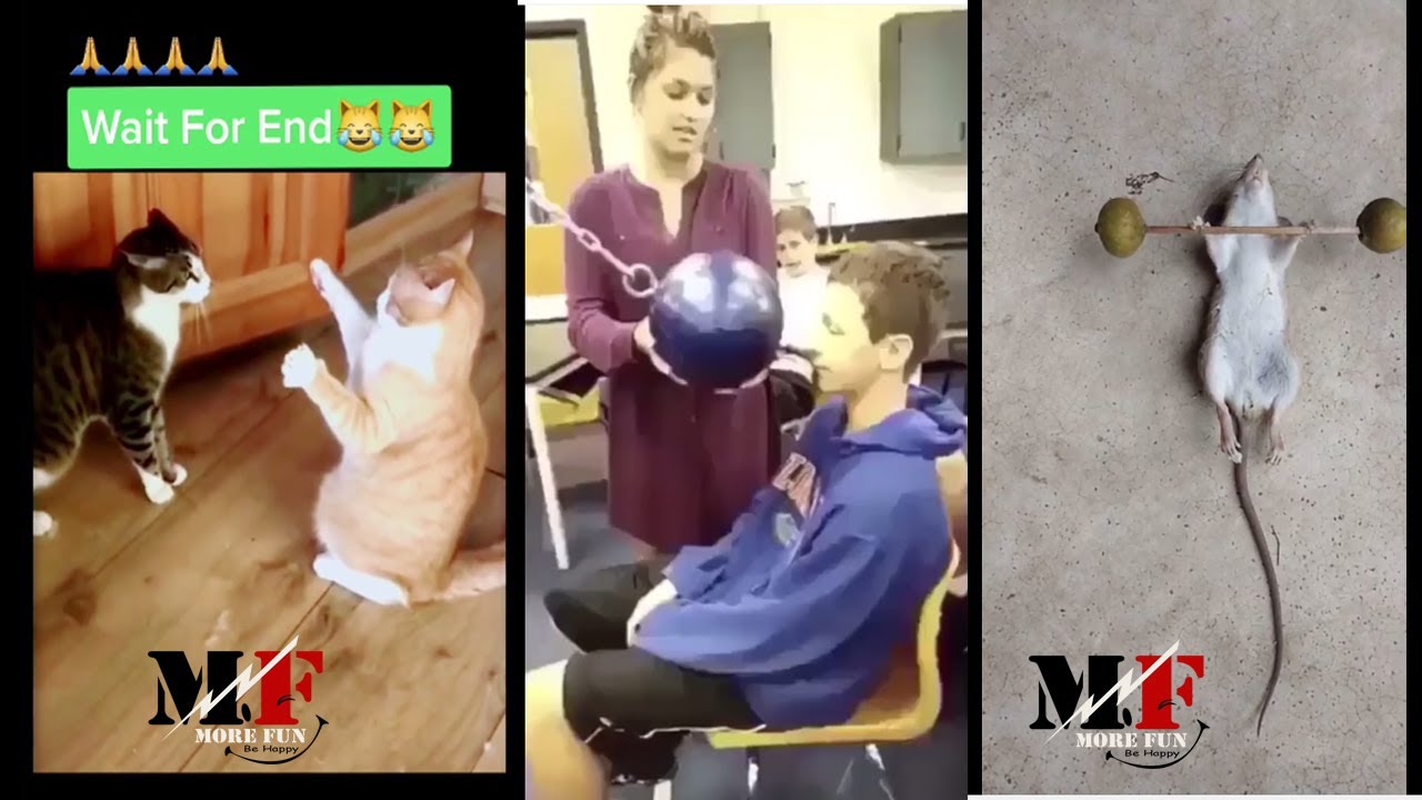 Try not to laugh challenge-funny compilation 2020 | Funny Videos | Fun ...