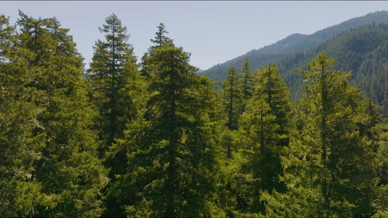 "Among The Tree Tops" - from EARTH WITHIN by Dean Evenson # ...