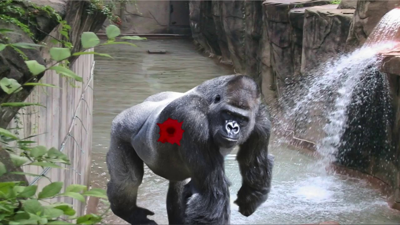 The Official Harambe Tribute - YouTube