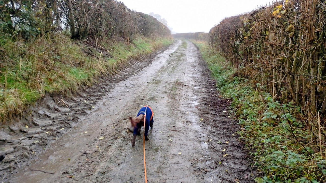Sam the Cockapoo Adventure walking from Clitheroe to Waddington and ...