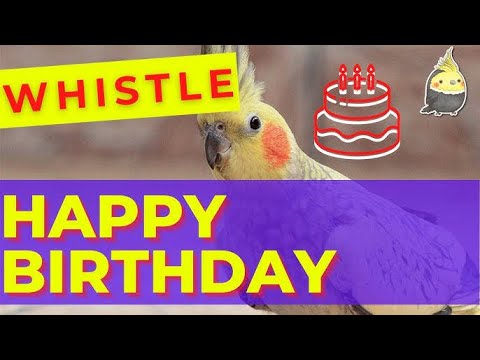 Happy birthday whistle training for cockatiels, cockatiel singing happy ...