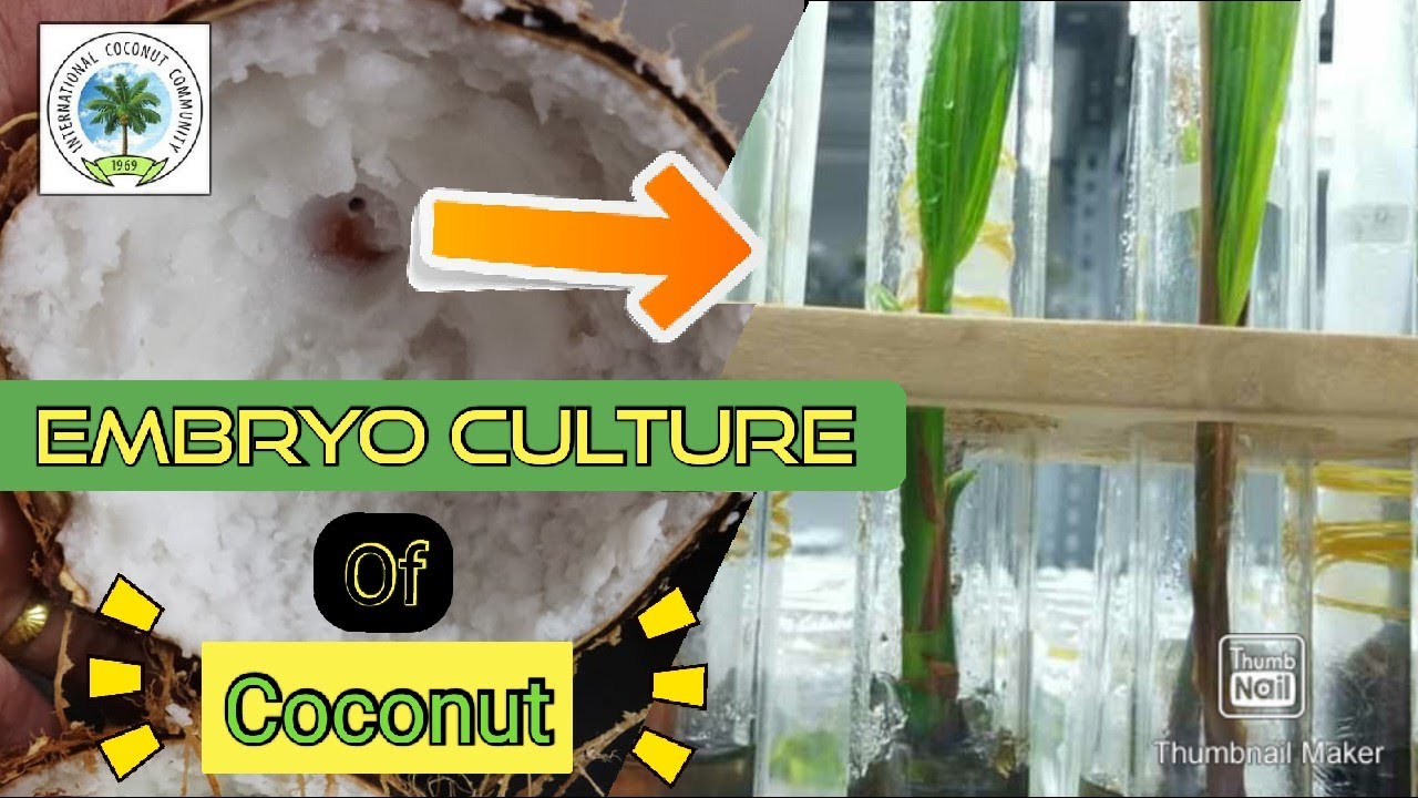Embryo Culture Of Coconut Cv. Kelapa Puan Kalianda (KPK) - YouTube