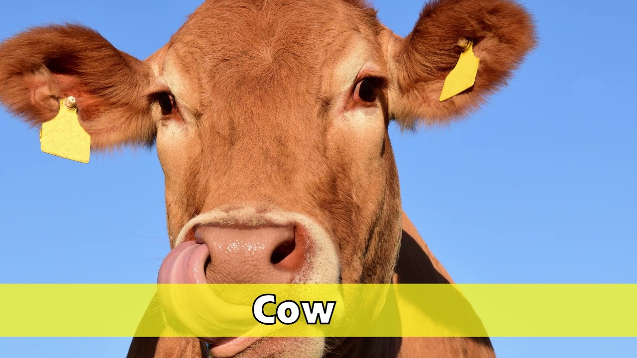 Animal Sounds For Children To Learn | Part 1 - YouTube