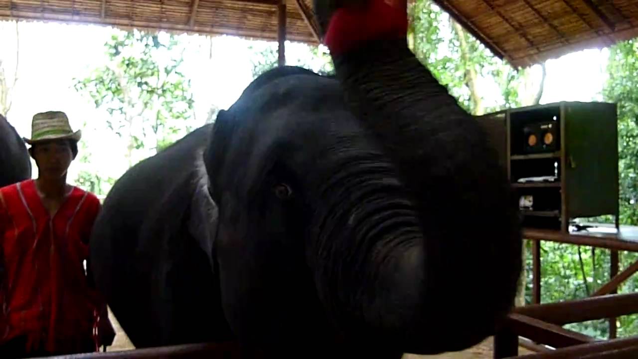 Elephant Waving Goodbye - YouTube
