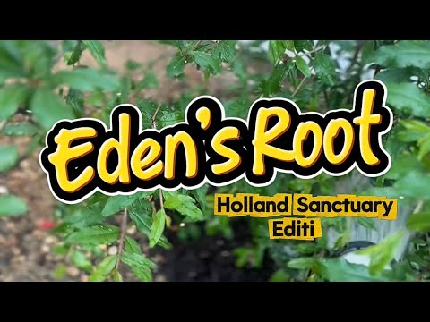 Eden’s Root: Transplanting - YouTube