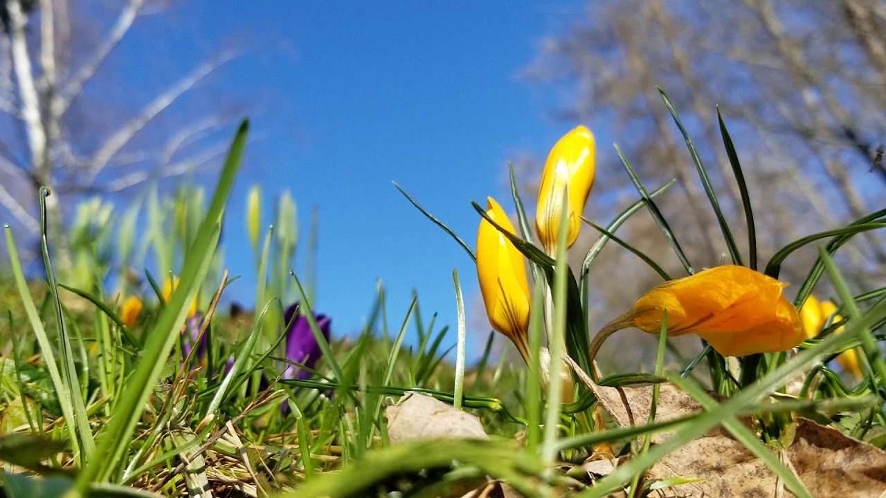 Crocus time lapse - YouTube