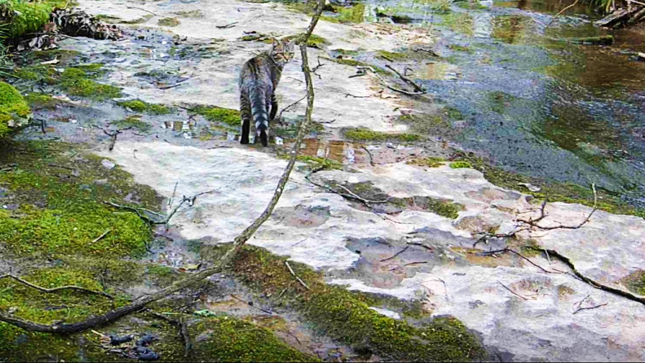 Cat Creek Crossing | Trail Camera Videos - YouTube