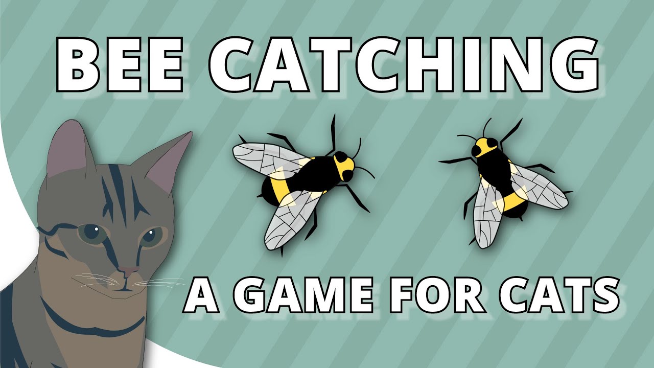 Video for cats - Bee catching - Cat game - YouTube