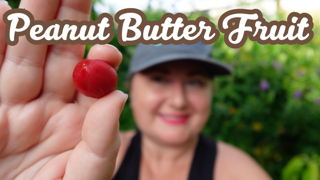A FRUIT that TASTES LIKE PEANUT BUTTER!? | Peanut Butter Fruit Tasting ...