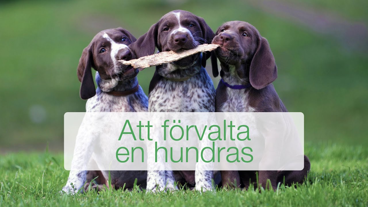 Att förvalta en hundras - YouTube