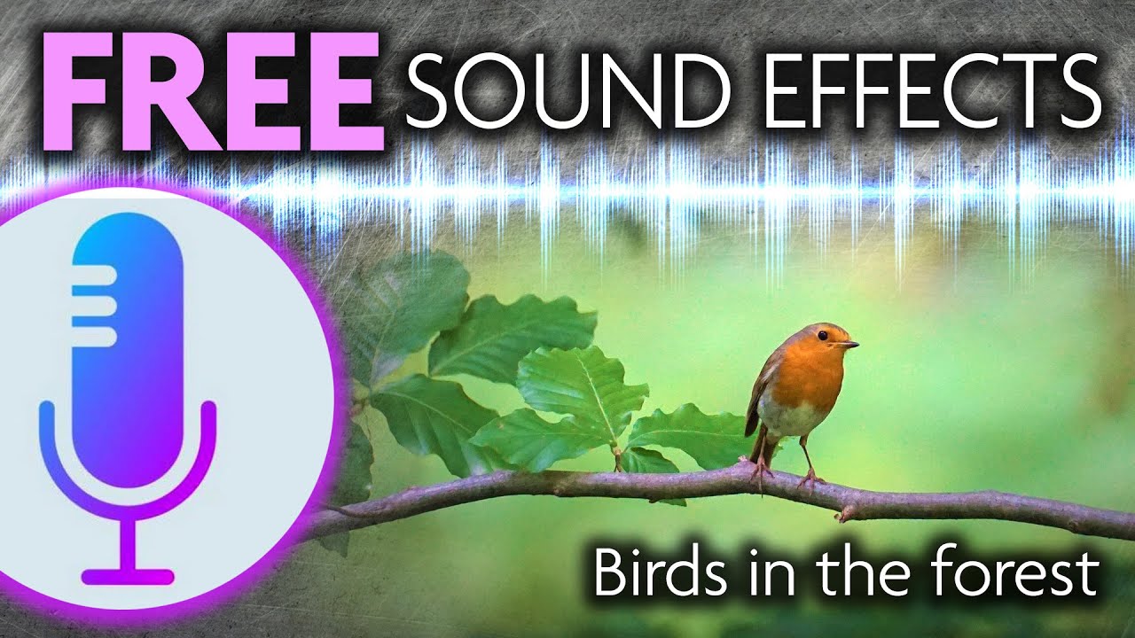 Birds in the forest - #1 FREE SOUND EFFECTS - Oiseaux dans la forêt ...