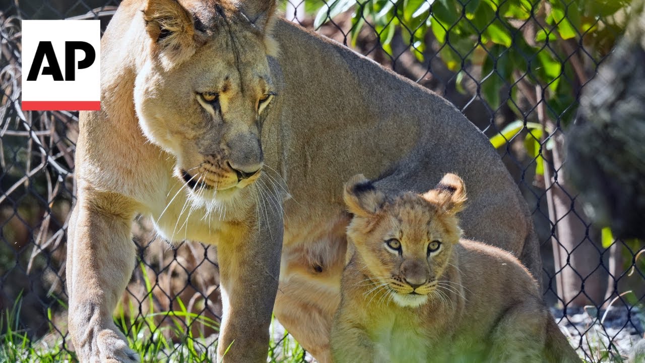 How do animals react during a total solar eclipse? - YouTube
