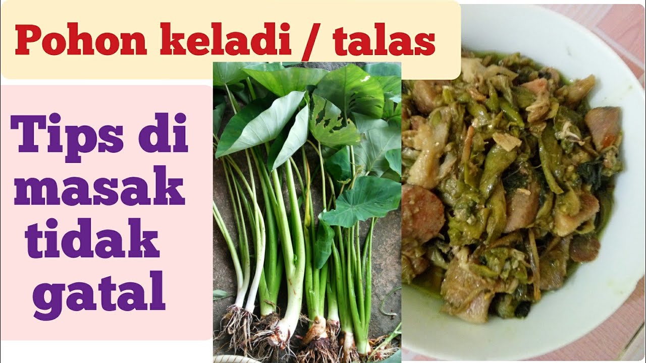 Tumis keladi atau daun talas lompong bebas rasa gatal - YouTube