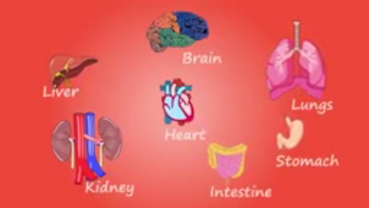 Human Body Organs 3D Animation | Free Stock Footage | Free HD Video ...