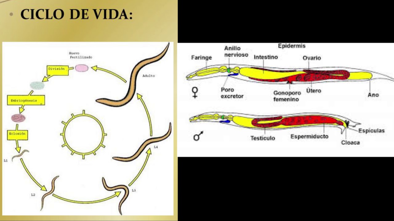 Nematodo barrenador Rodopholus - YouTube
