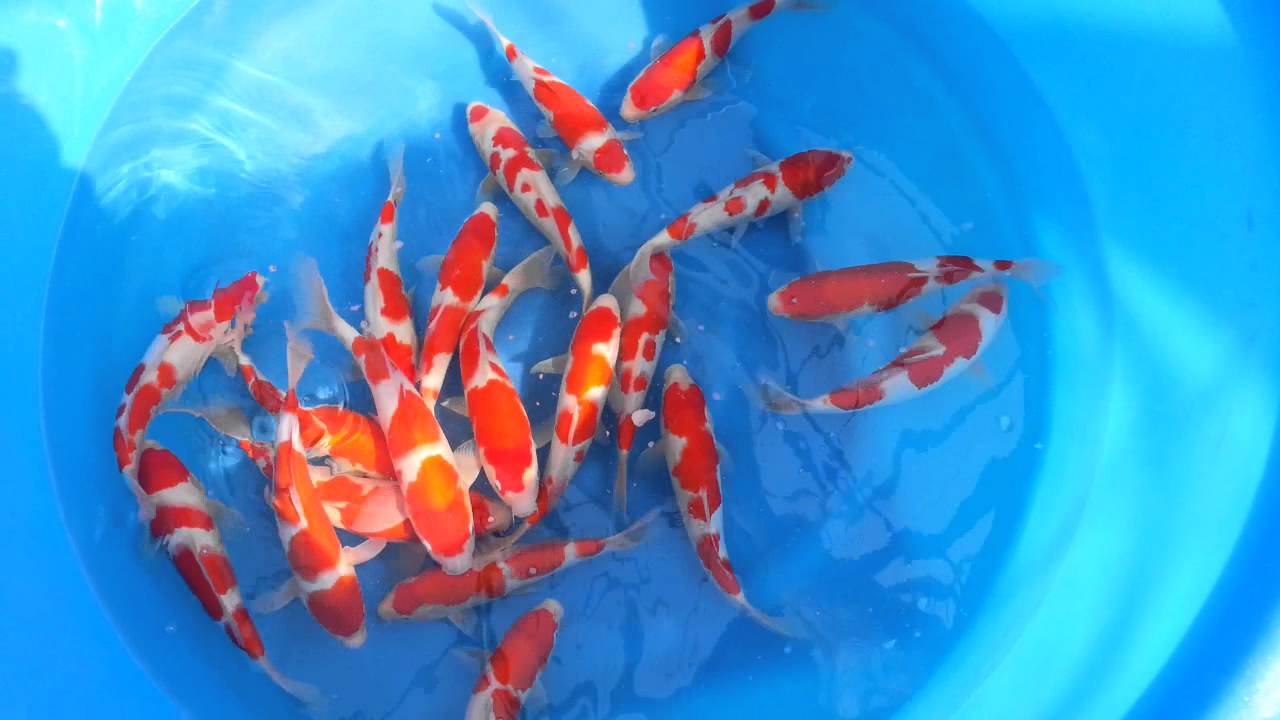 SKK2-30cm+-SAKAI KOHAKU TOSAI x 20pcs. - YouTube