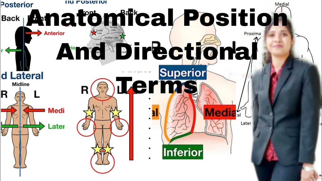 Anatomical Position And Directional Terms II PARAMEDICAL II NURSING II ...