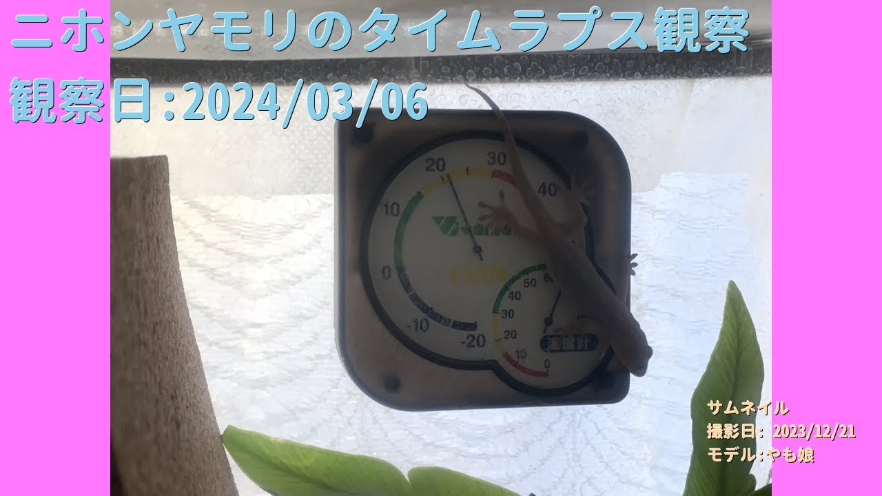 【For Work】 RPi-Cam-Web-Interfaceを使ったテスト（Timelapse） 2024年03月06日 - YouTube