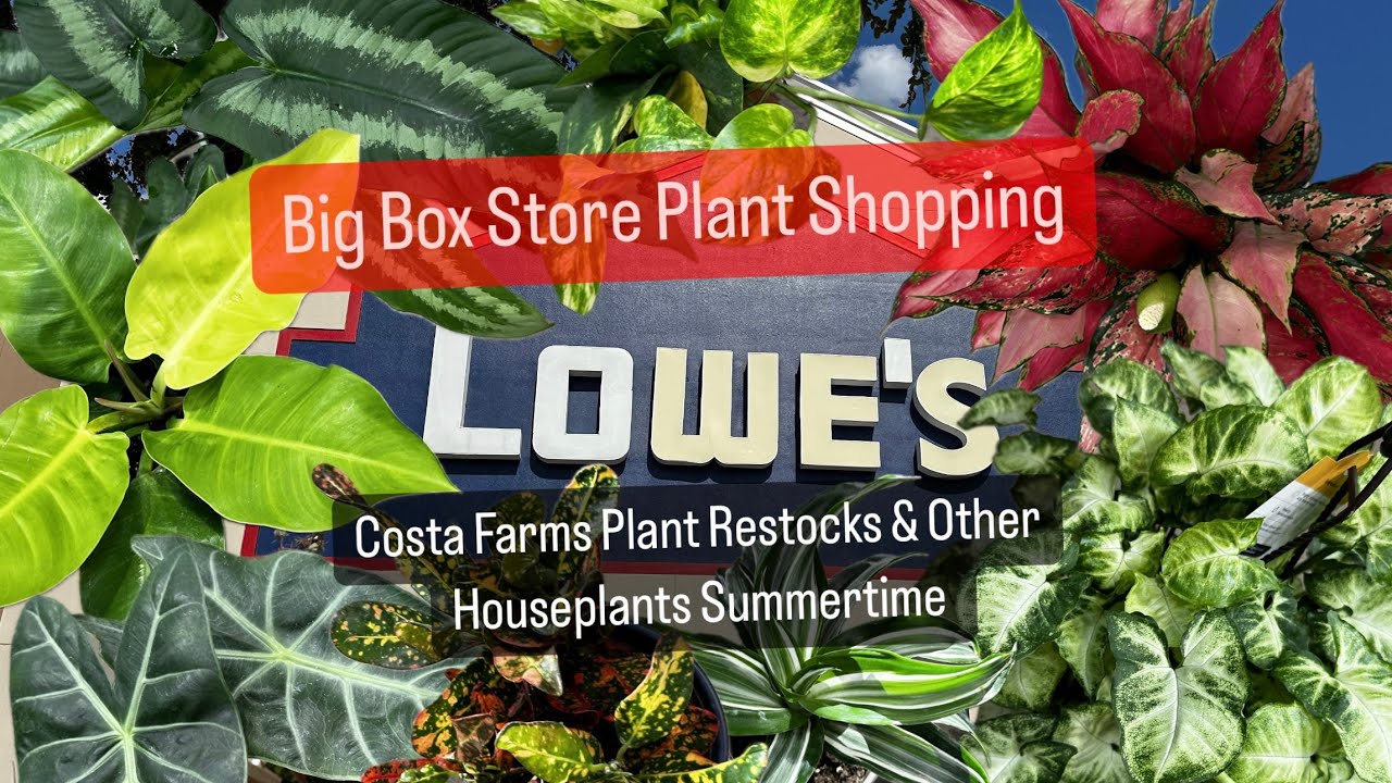 Big Box Store Plant Shopping NEW Costa Farms Trending Tropical Plants ...