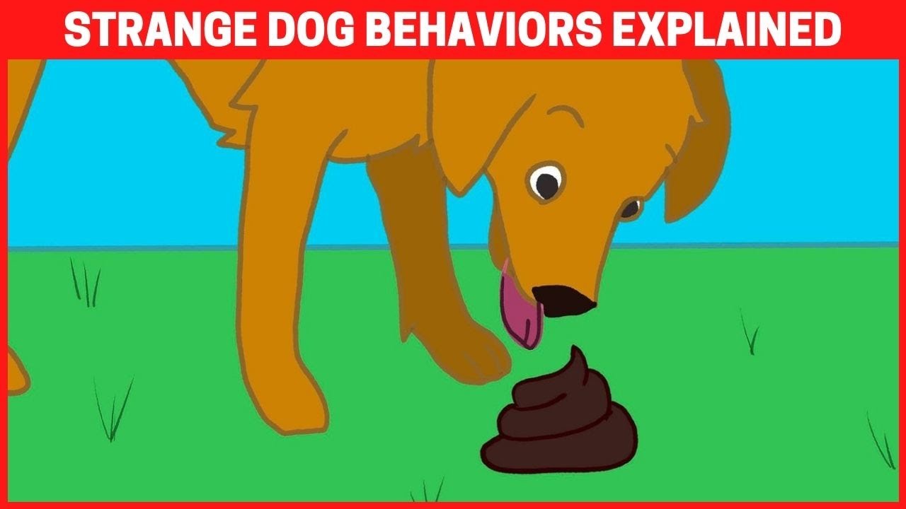 8 Strange Dog Behaviors You Haven t Heard Of But Should YouTube 8-strange-dog-behaviors-you-haven-t-heard-of-but-should-youtube