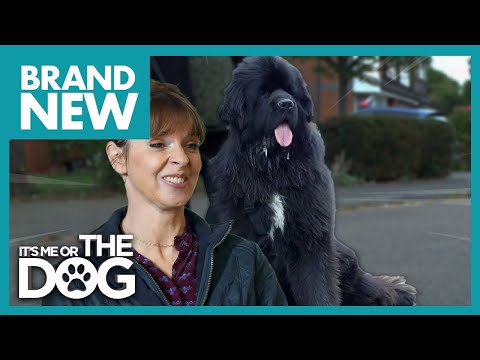 Newfoundland, 75 kg, is unaware of his size [Updated Guide]