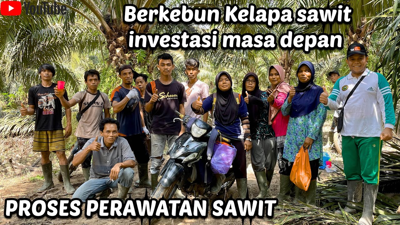 PROSES PERAWATAN SAWIT DENGAN MELAKUKAN PRUNNING & MENEBAS-ENCIK ...