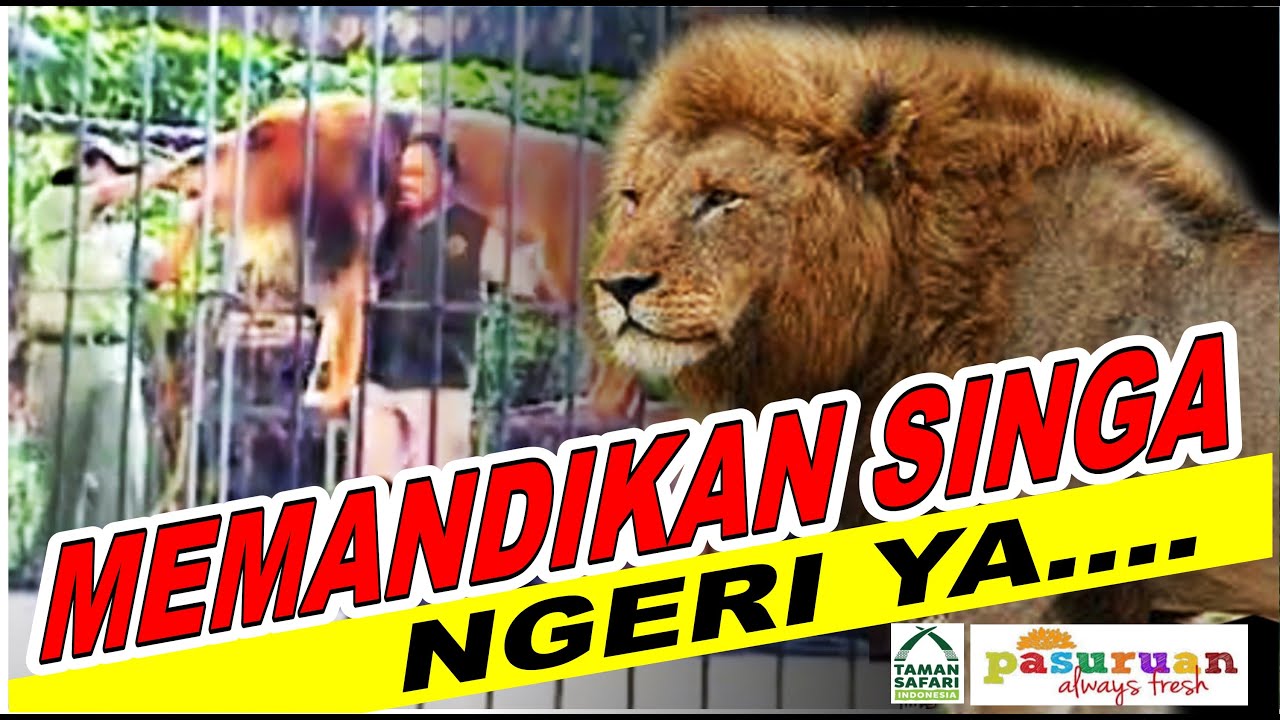 SINGA MANDI MINTA DIGENDONG DI TAMAN SAFARI PRIGEN PASURUAN NGERI ...