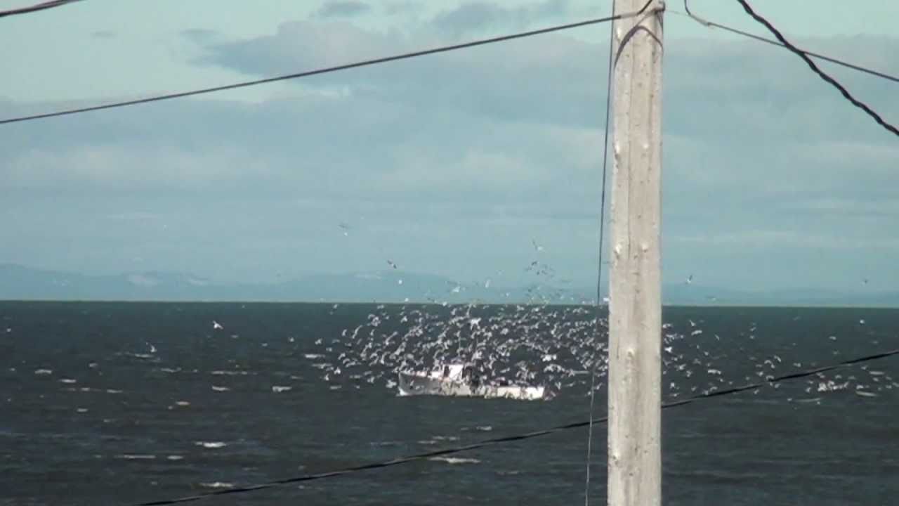 Hundreds of seagulls attacking a boat !!! - YouTube