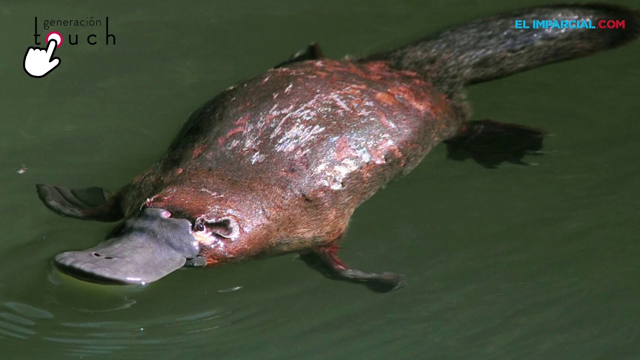 El ornitorrinco #GeneraciónTouch - YouTube